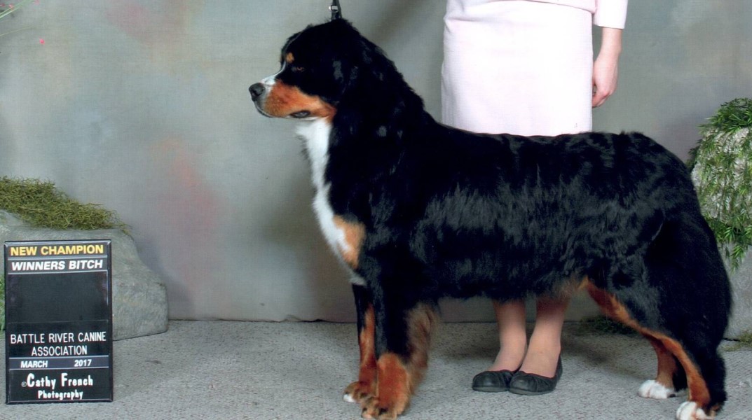 Berner-Garde Dog Detail - Berner-Garde Database